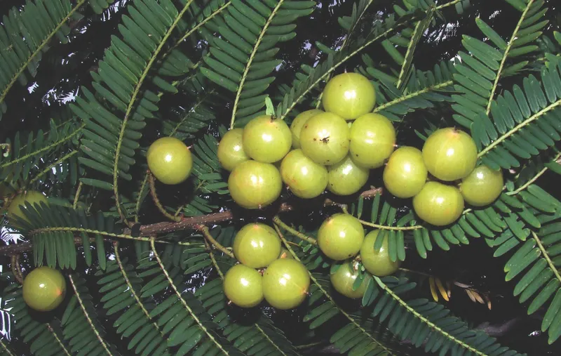 Quả amla: công dung và lợi ích cho sức khoẻ