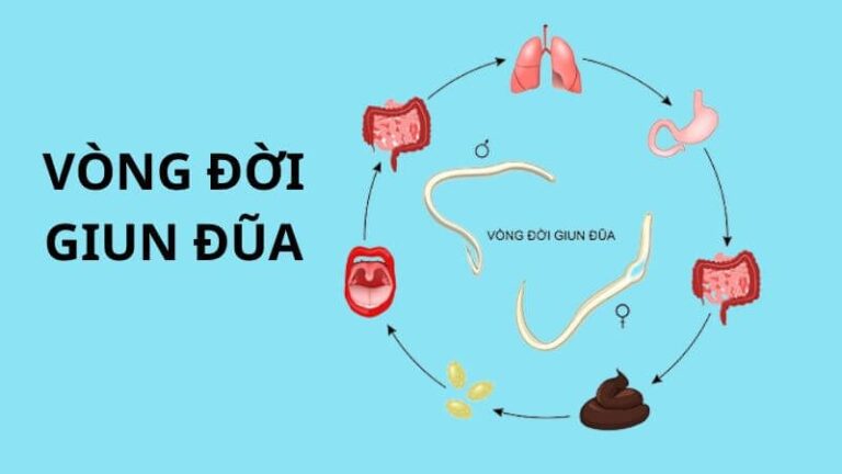 Nhận biết sớm triệu chứng nhiễm giun đũa chó mèo