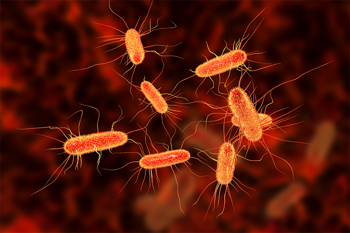 Nhiễm Escherichia coli: Triệu chứng, nguyên nhân và điều trị