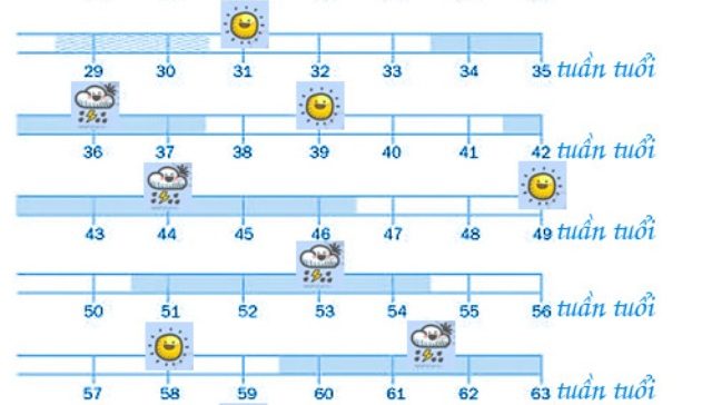 Wonder week là gì? trong tuần wonder week trẻ có những biểu hiện gì?